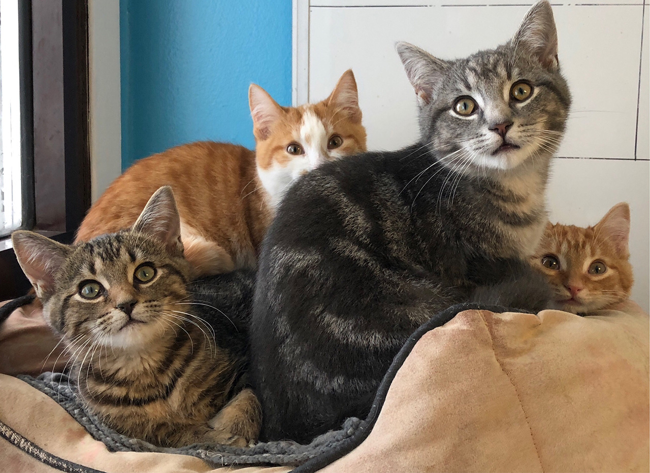 Meow Is the Time: Celebrate National Cat Day! – The NCP Blog